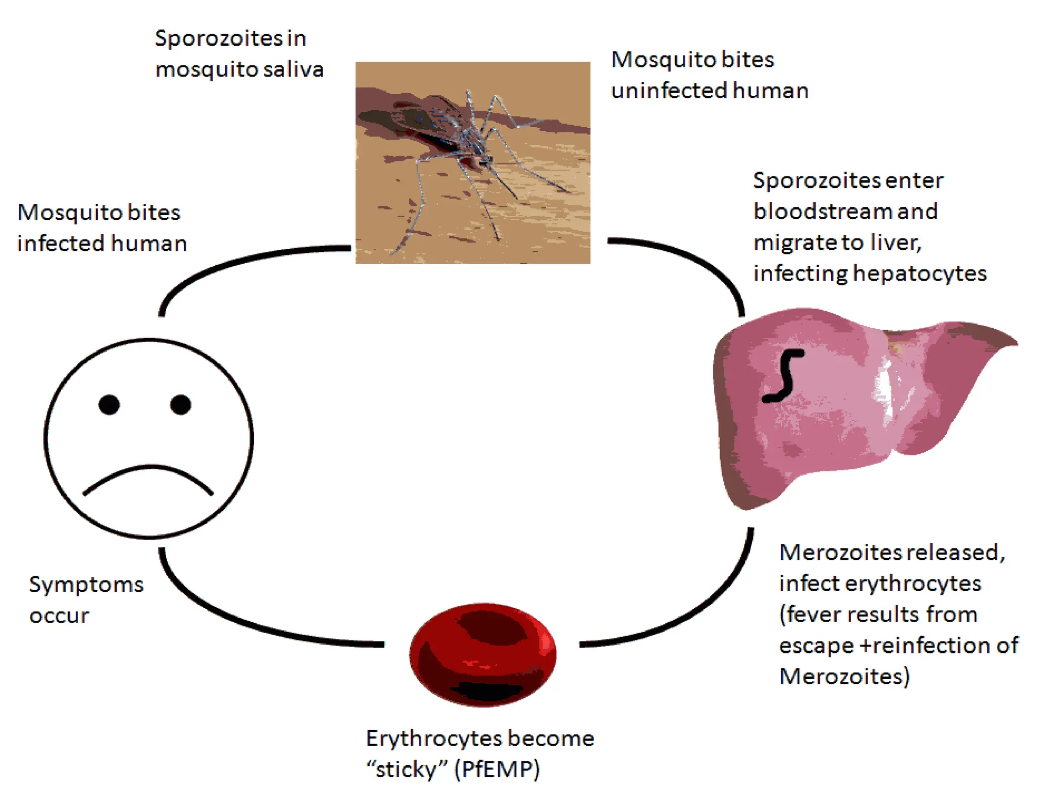 Malaria 2019.pptx plamodium ovsle, falciprum, vivax, malarea | PPTX