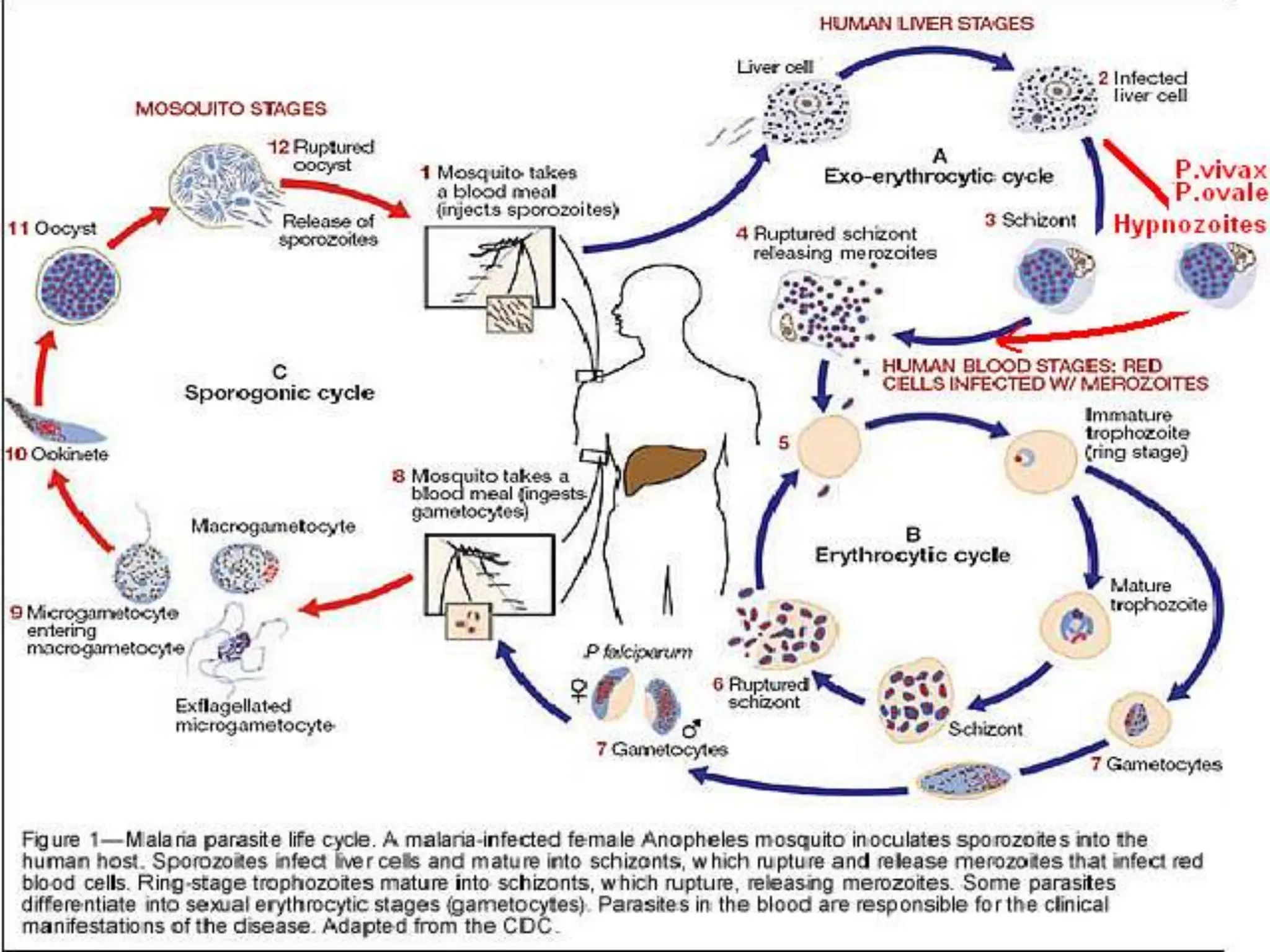 Malaria 2019.pptx plamodium ovsle, falciprum, vivax, malarea | PPTX