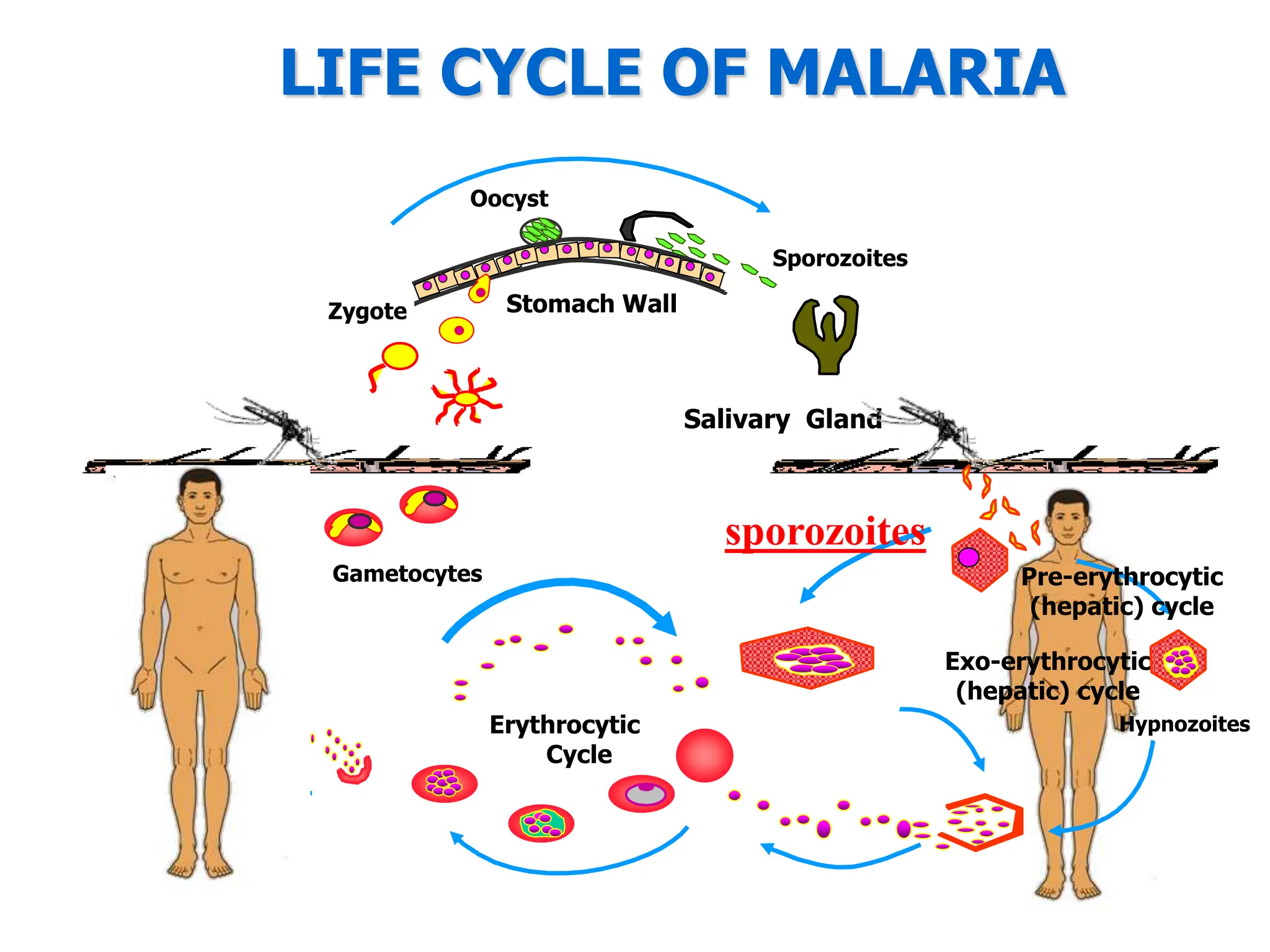 Malaria 2019.pptx plamodium ovsle, falciprum, vivax, malarea | PPTX