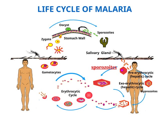 Malaria its causes and effects in human and effect | PPTX
