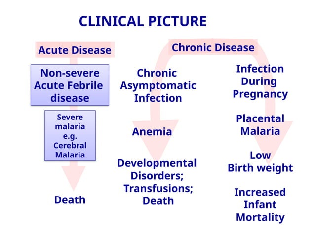 Malaria sem 6 students that are helpful for project report | PPT