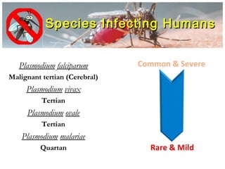 Malaria and Dengue | PPT