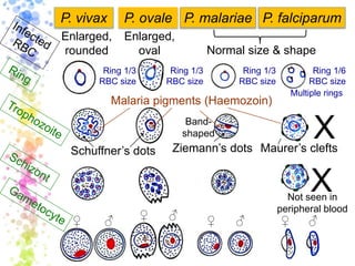 Malaria and bebesia | PPTX