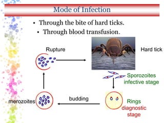 Malaria and bebesia | PPT