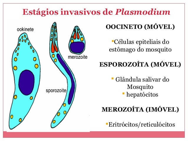 Plasmodium,malaria