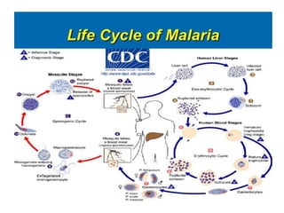 Malaria a serious public health problem | PPTX