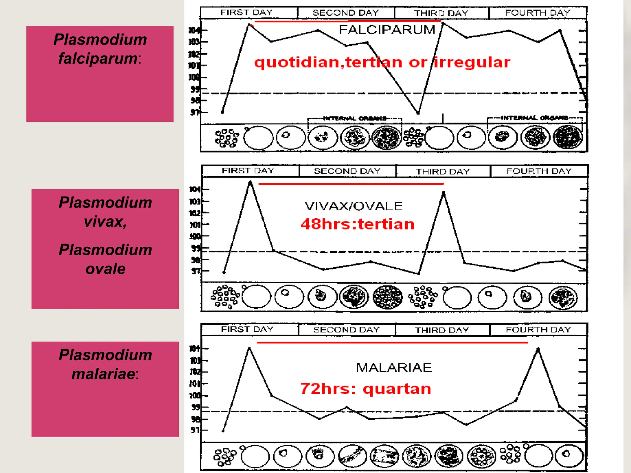 malarial fever and its management and preventable measures | PPTX
