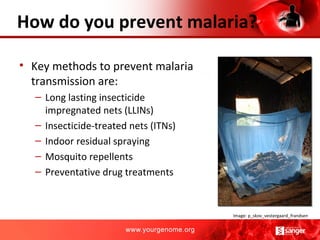 Malaria presentation | PPT