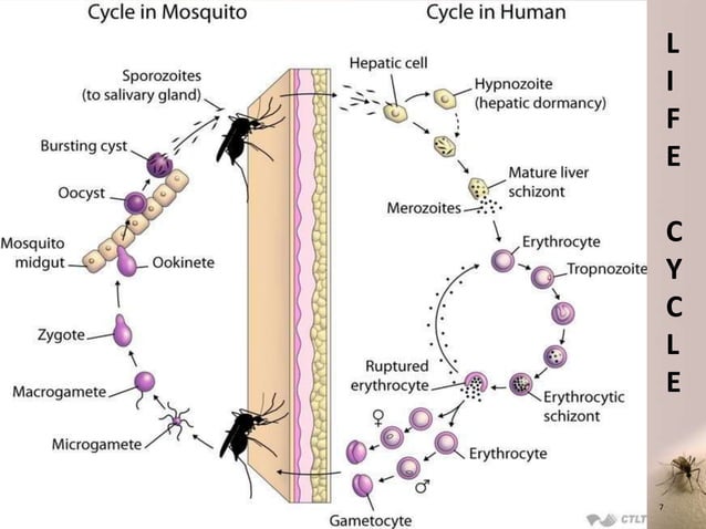 Malaria classification and treatment | PPTX