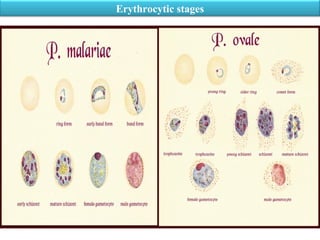 Malaria diagnosis methods | PPT