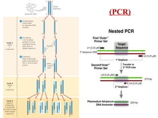 Malaria diagnosis methods | PPT