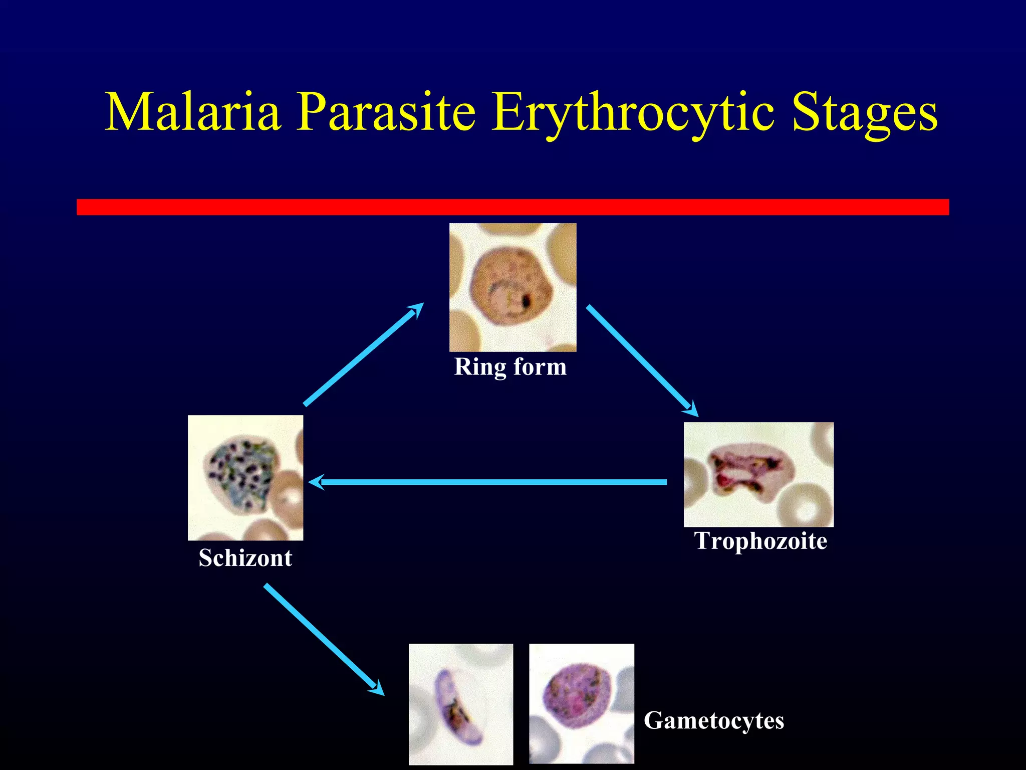 Malaria diagnostics | PPT
