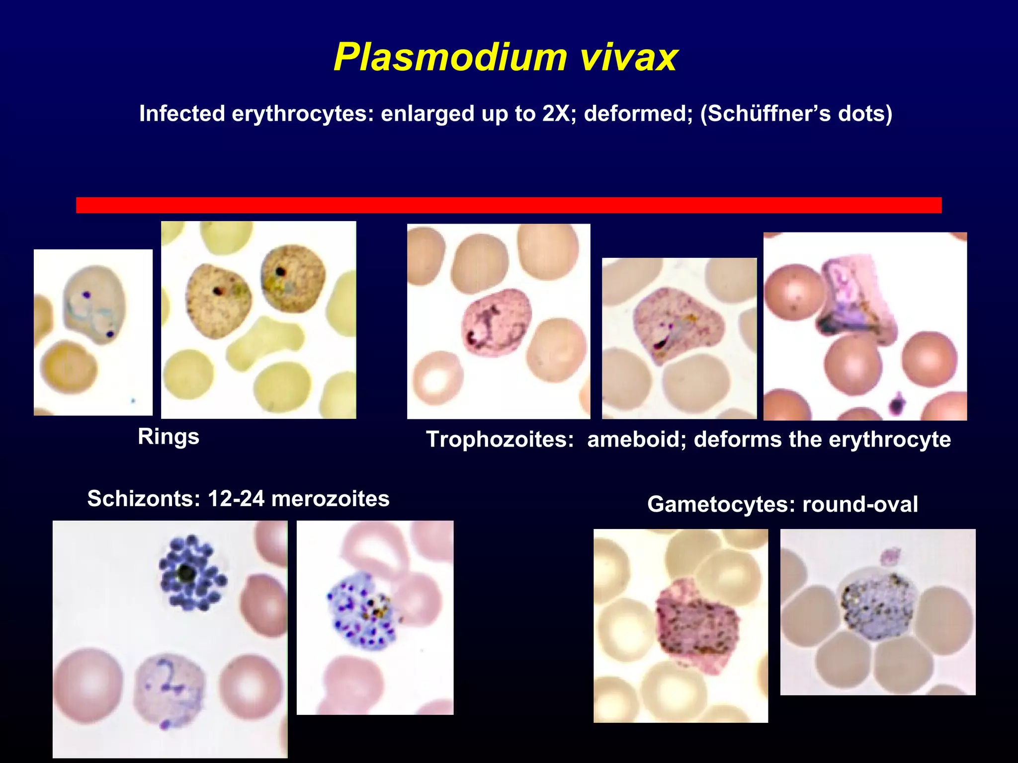 Malaria diagnostics | PPT