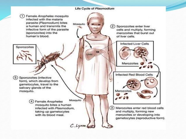 Malaria life cycle, clinical features and management