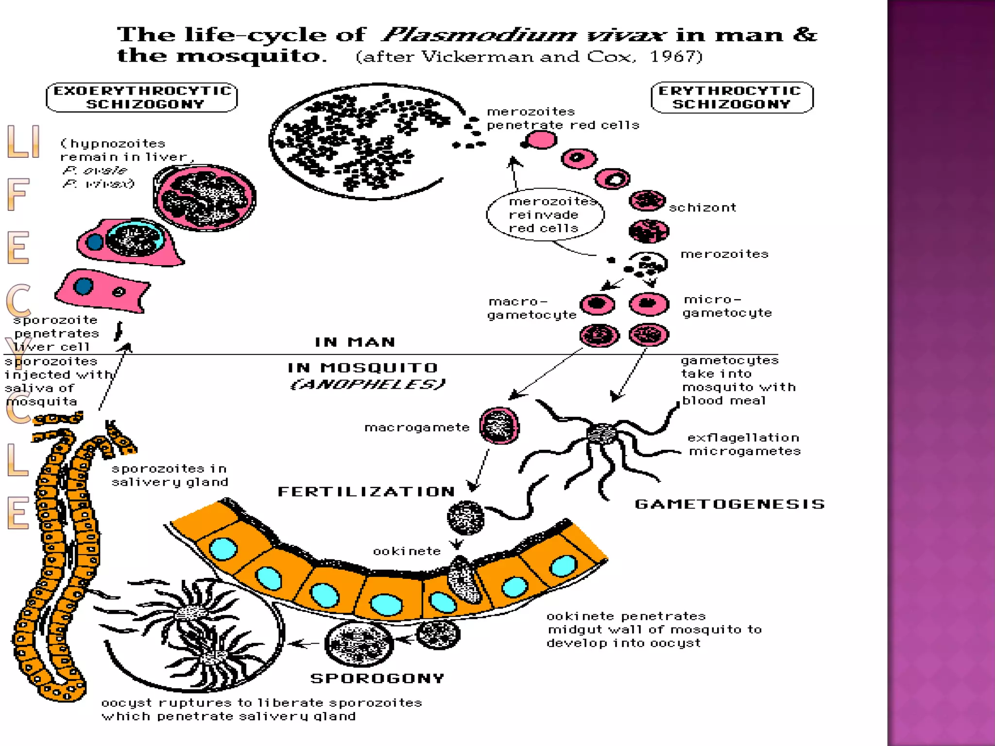 Malaria based on medical microbiology | PPT | Free Download