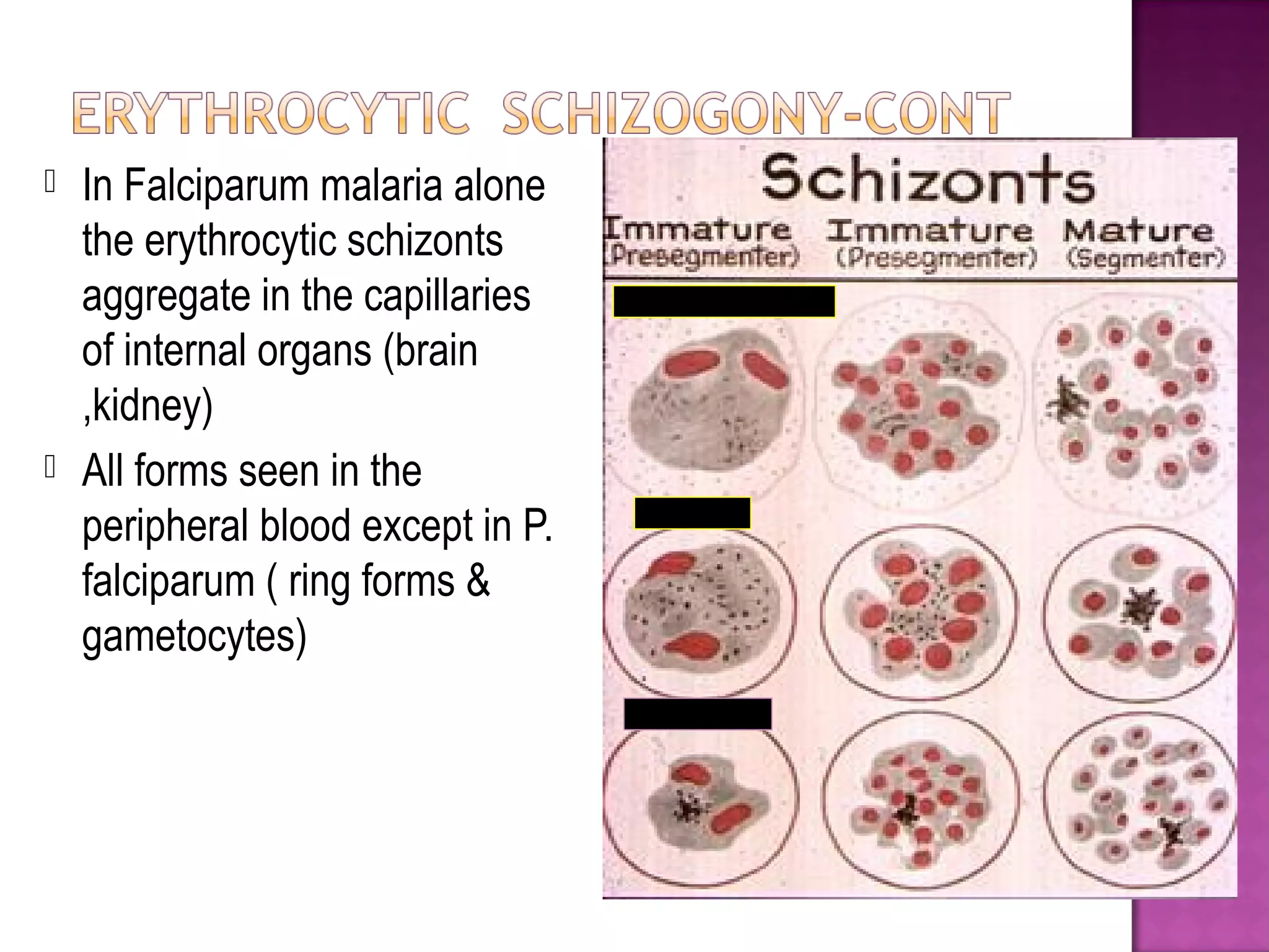 Malaria based on medical microbiology | PPT | Free Download