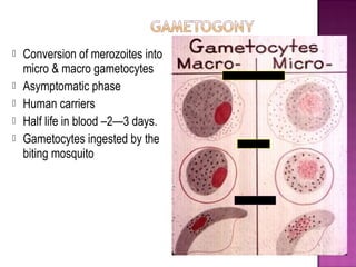 Malaria based on medical microbiology | PPT