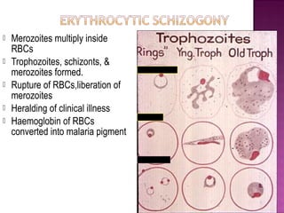 Malaria based on medical microbiology | PPT