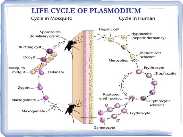 Malaria history and present | PPT