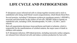 MALARIA INFECTION new powerpoint presentation | PPTX