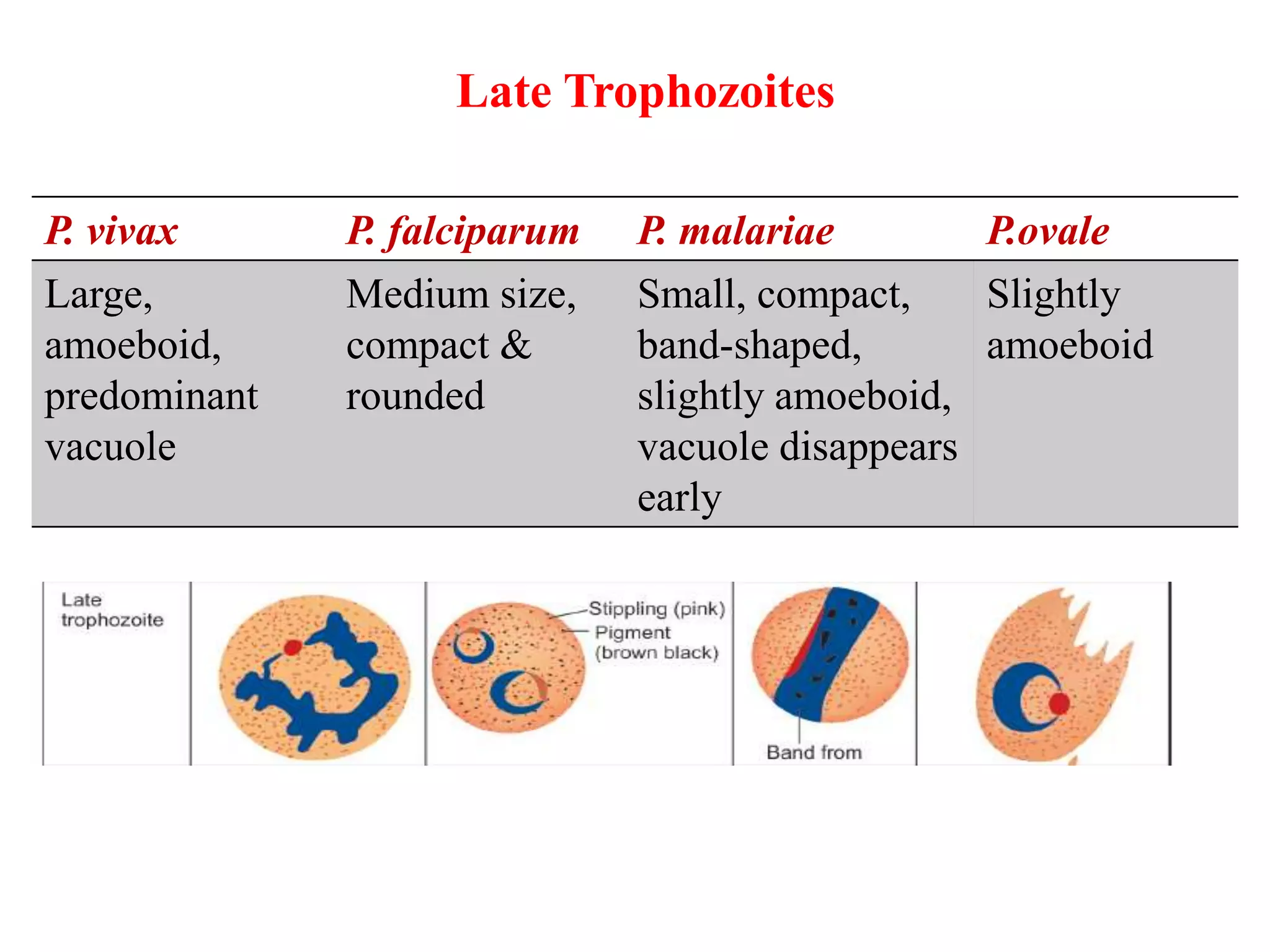 Malaria lab diagnosis | PPTX