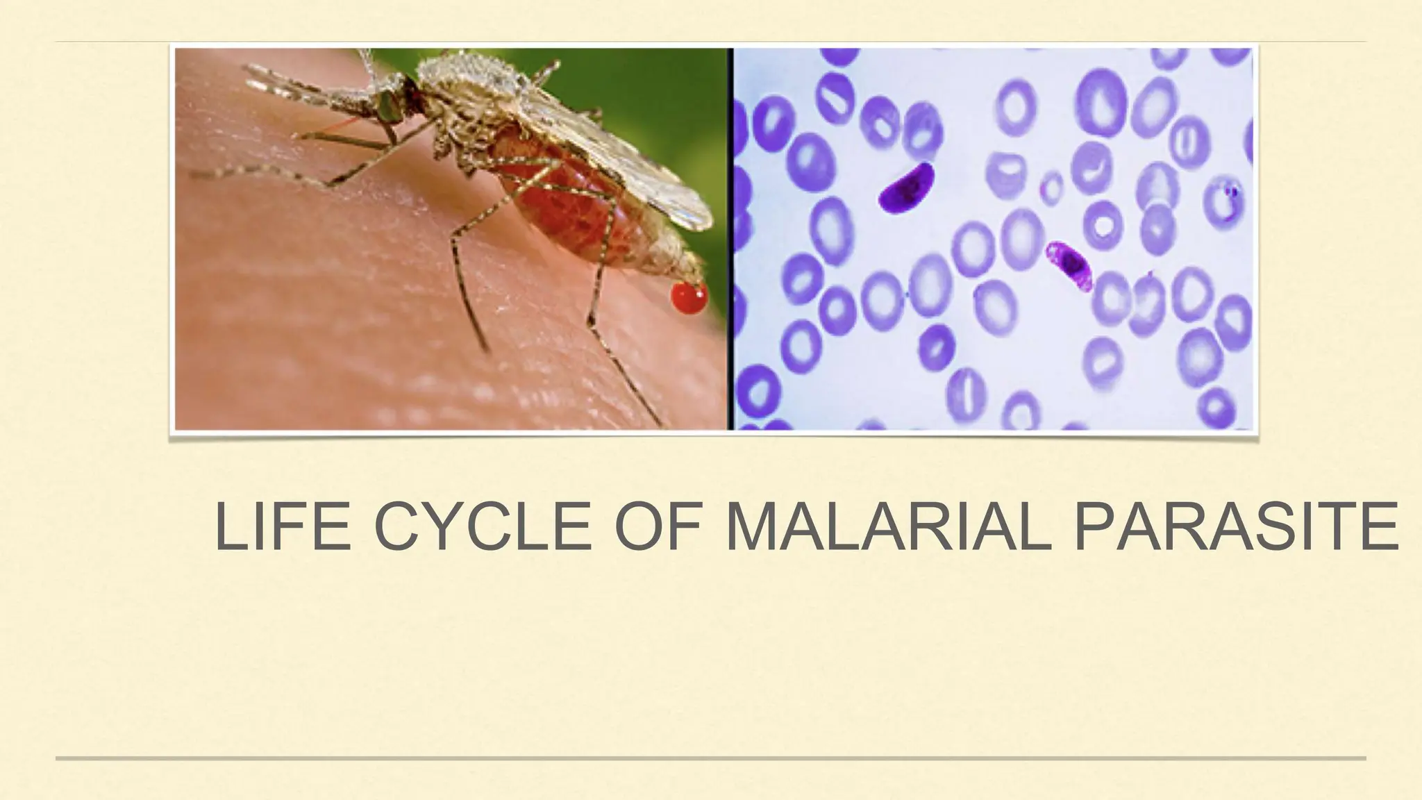 malaria lifecycl explaining life cycle of malaria | PPT