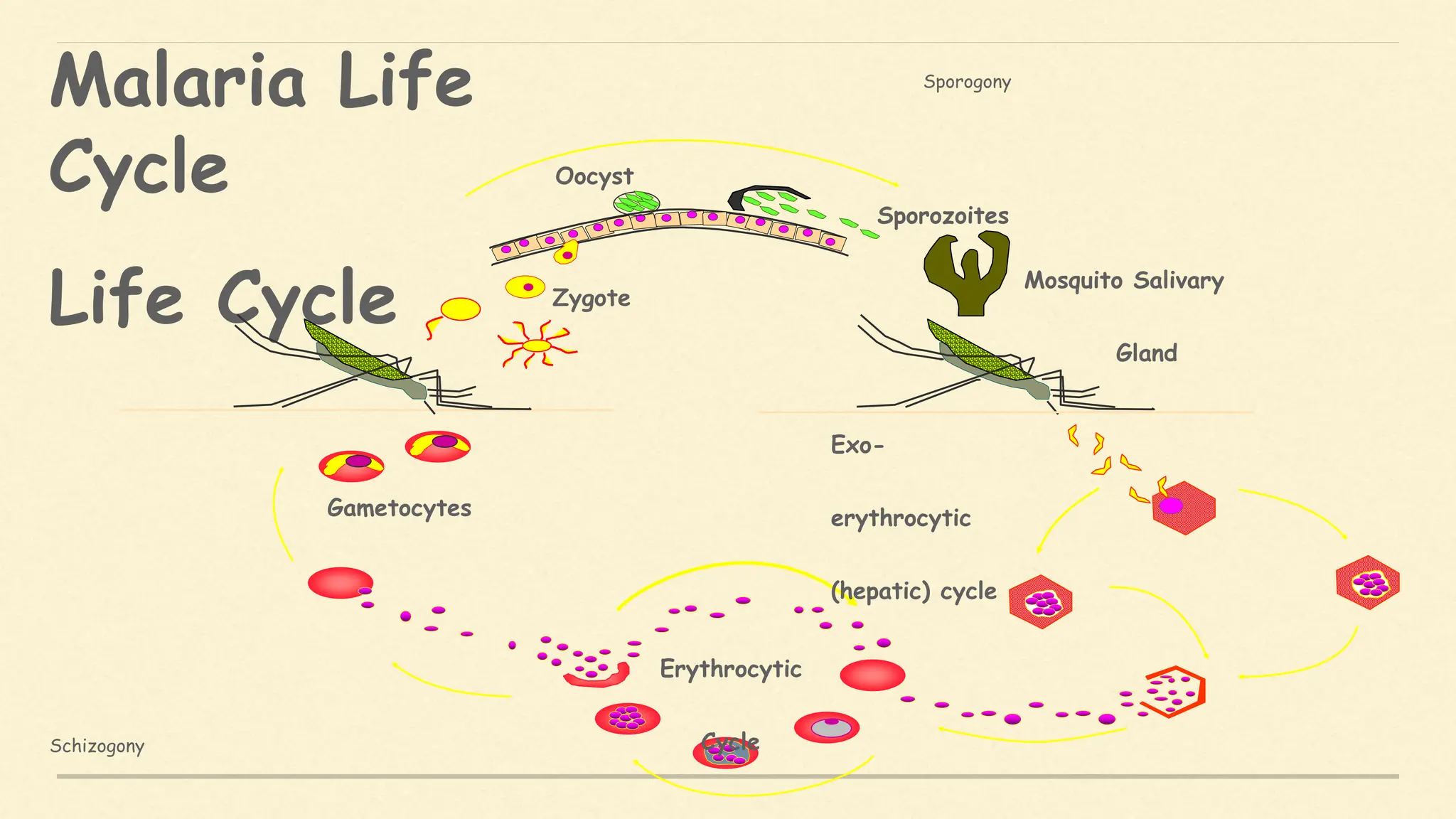 malaria lifecycle is life f malaria in a cycle | PPT