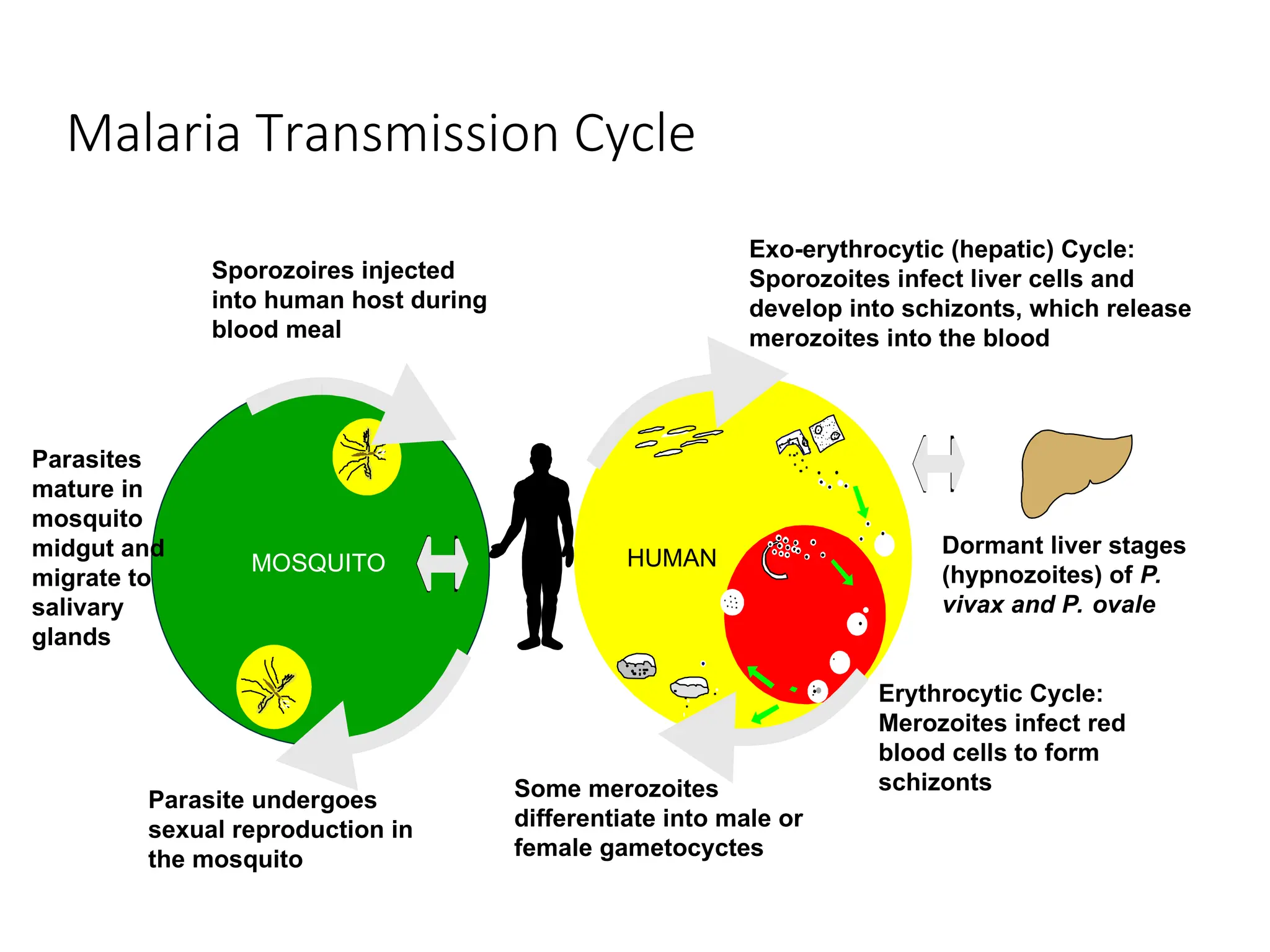 MALARIA LIFE CYCLE (Plasmodium Vivax Lifecycle) | PPT