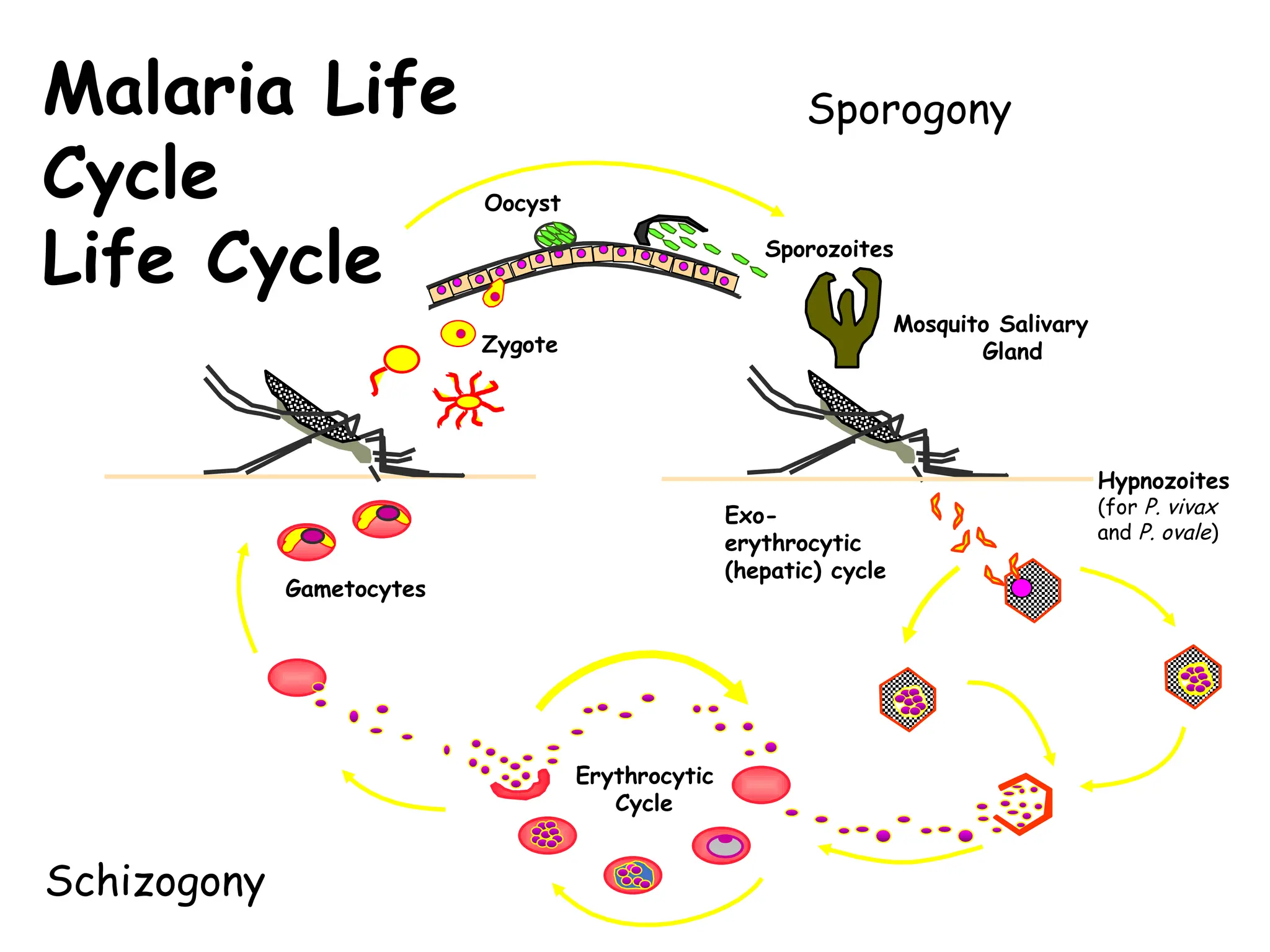 MALARIA LIFE CYCLE (Plasmodium Vivax Lifecycle) | PPT