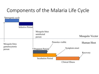 MALARIA LIFE CYCLE (Plasmodium Vivax Lifecycle) | PPT