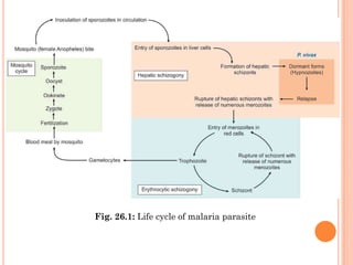 Malarial parasite major focus on hemoparasites which are common.ppt.pdf