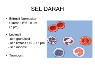 Malaria Morfology_Nov_2010.ppt