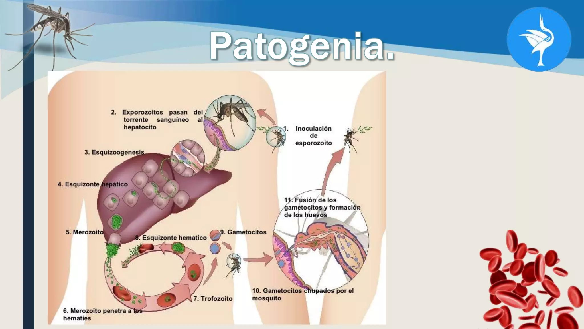 Malaria o paludismo | PPTX