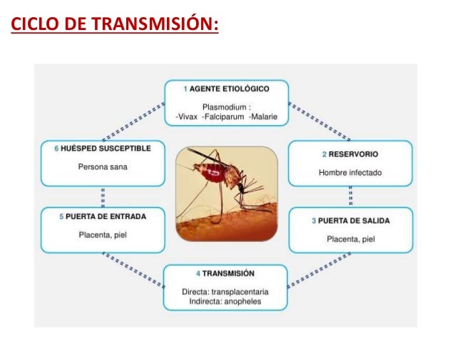 Malaria o paludismo