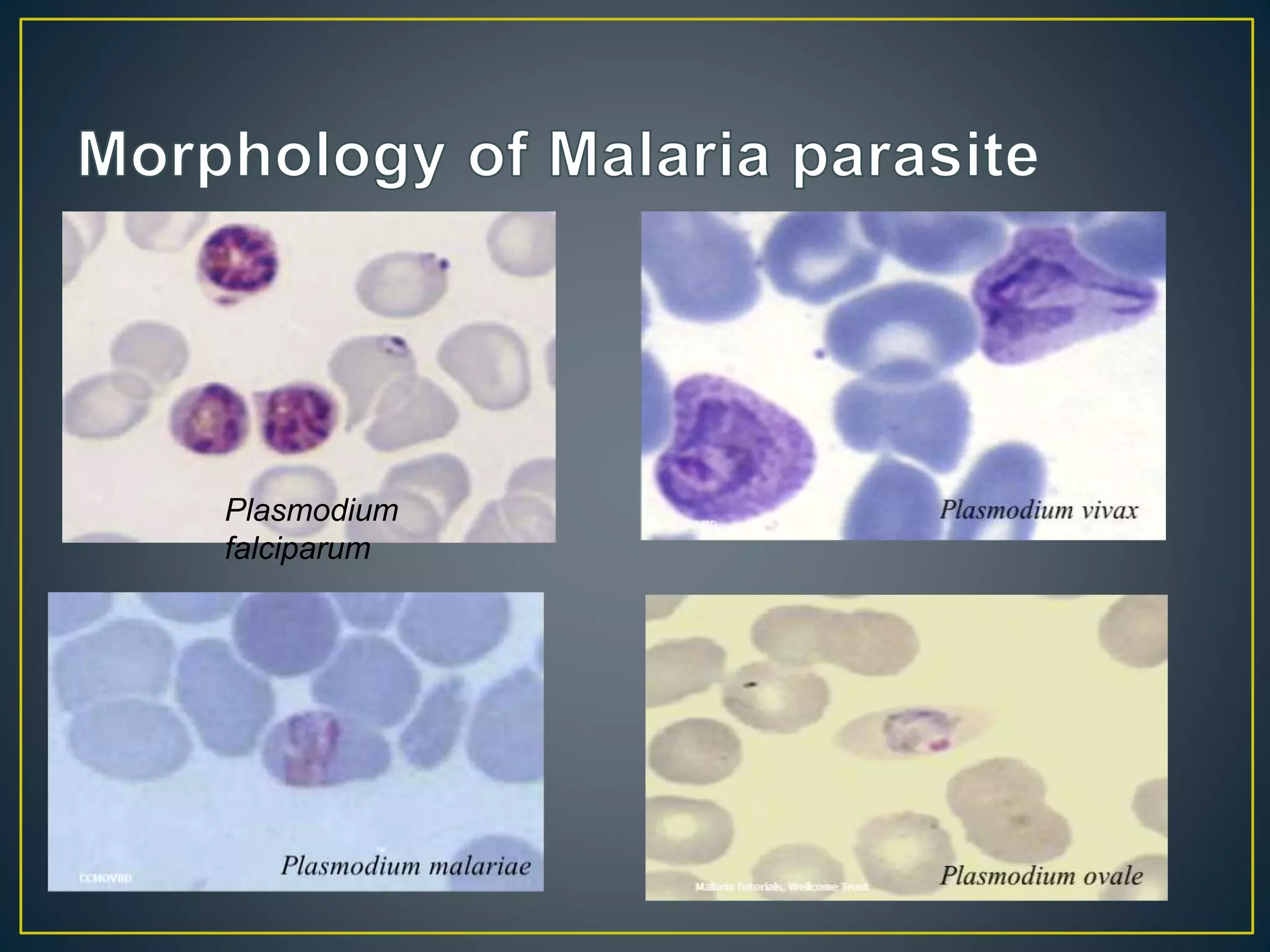 Malaria parasite | PPTX