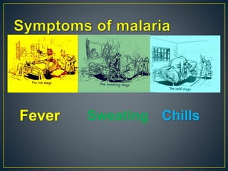 Malaria parasite | PPTX
