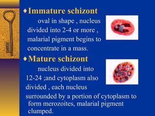 Malaria parasite (6) | PPT