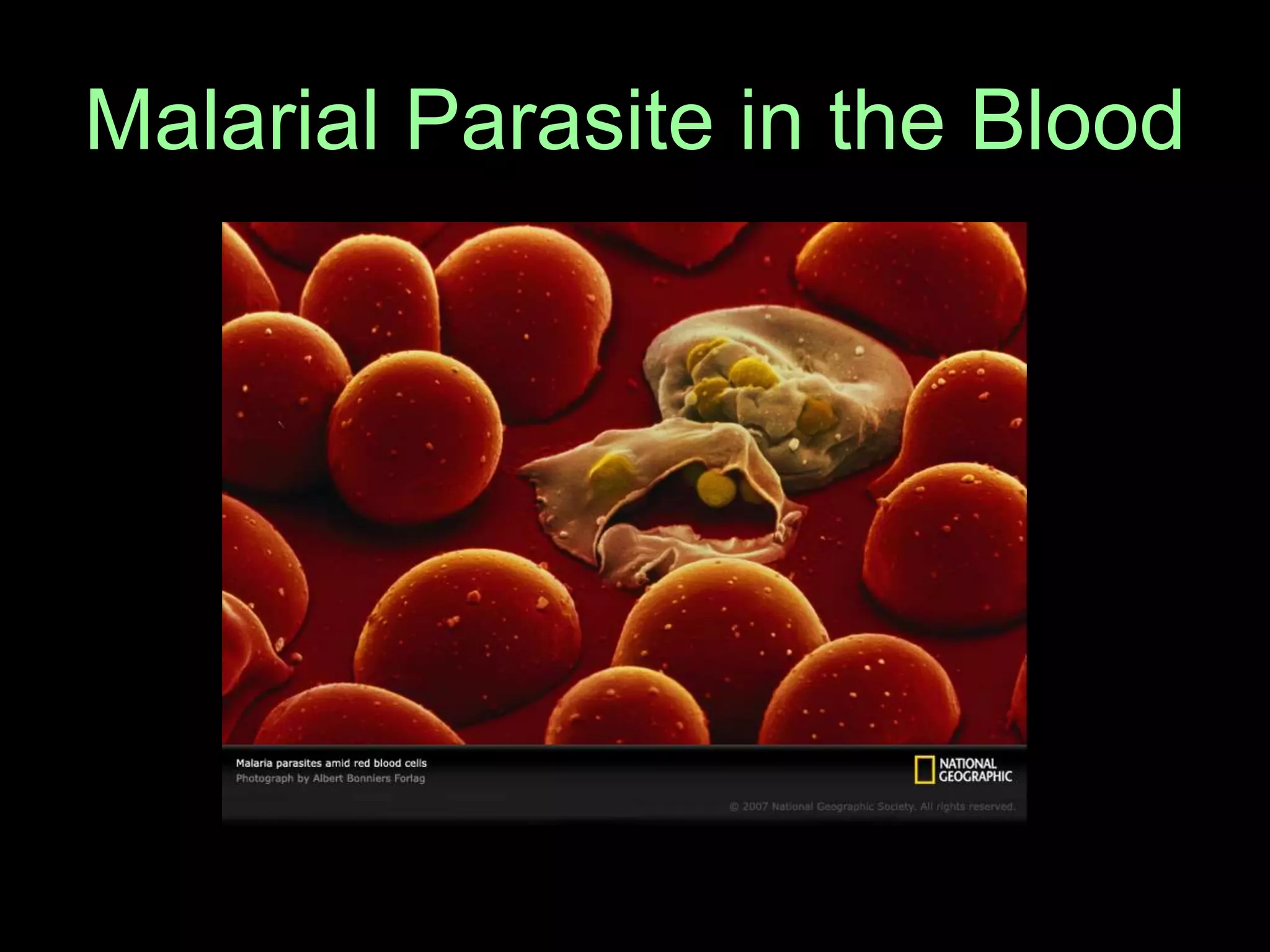 Malaria+parasites | PPT
