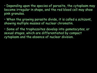 Malaria+parasites | PPT