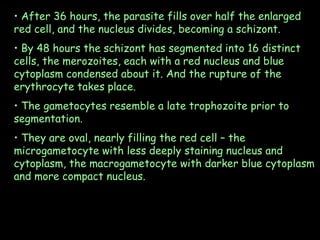 Malaria+parasites | PPT