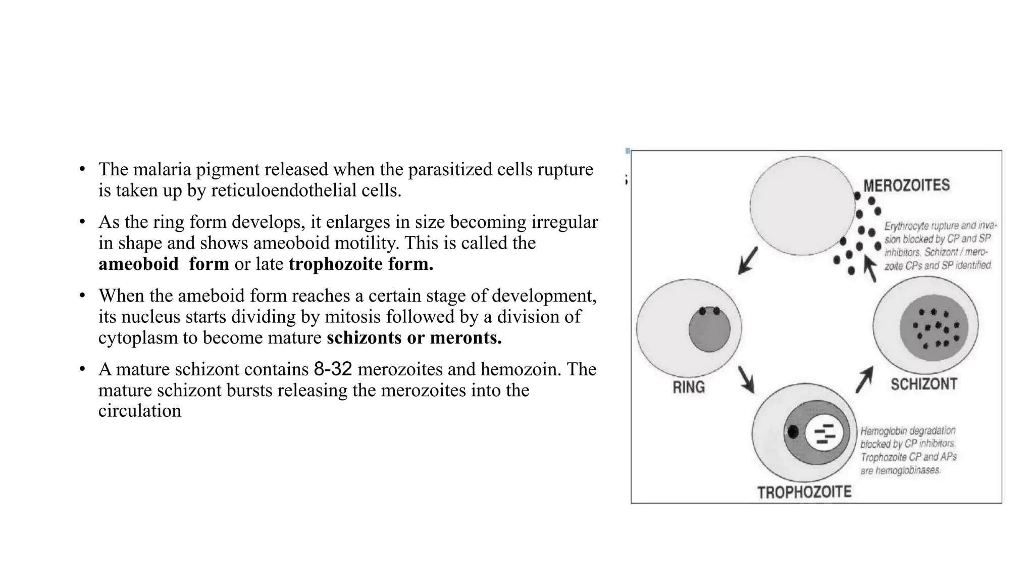 MALARIA – PATHOGENESIS AND COMPLICATIONS 1.pptx