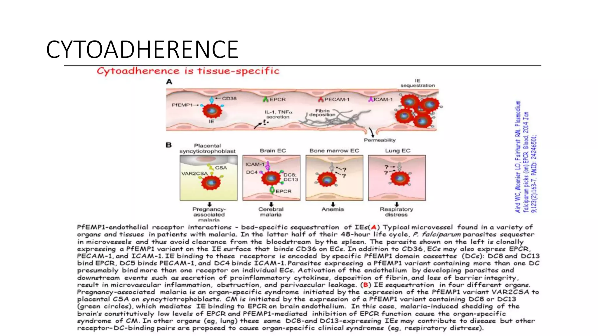MALARIA – PATHOGENESIS AND COMPLICATIONS 1.pptx