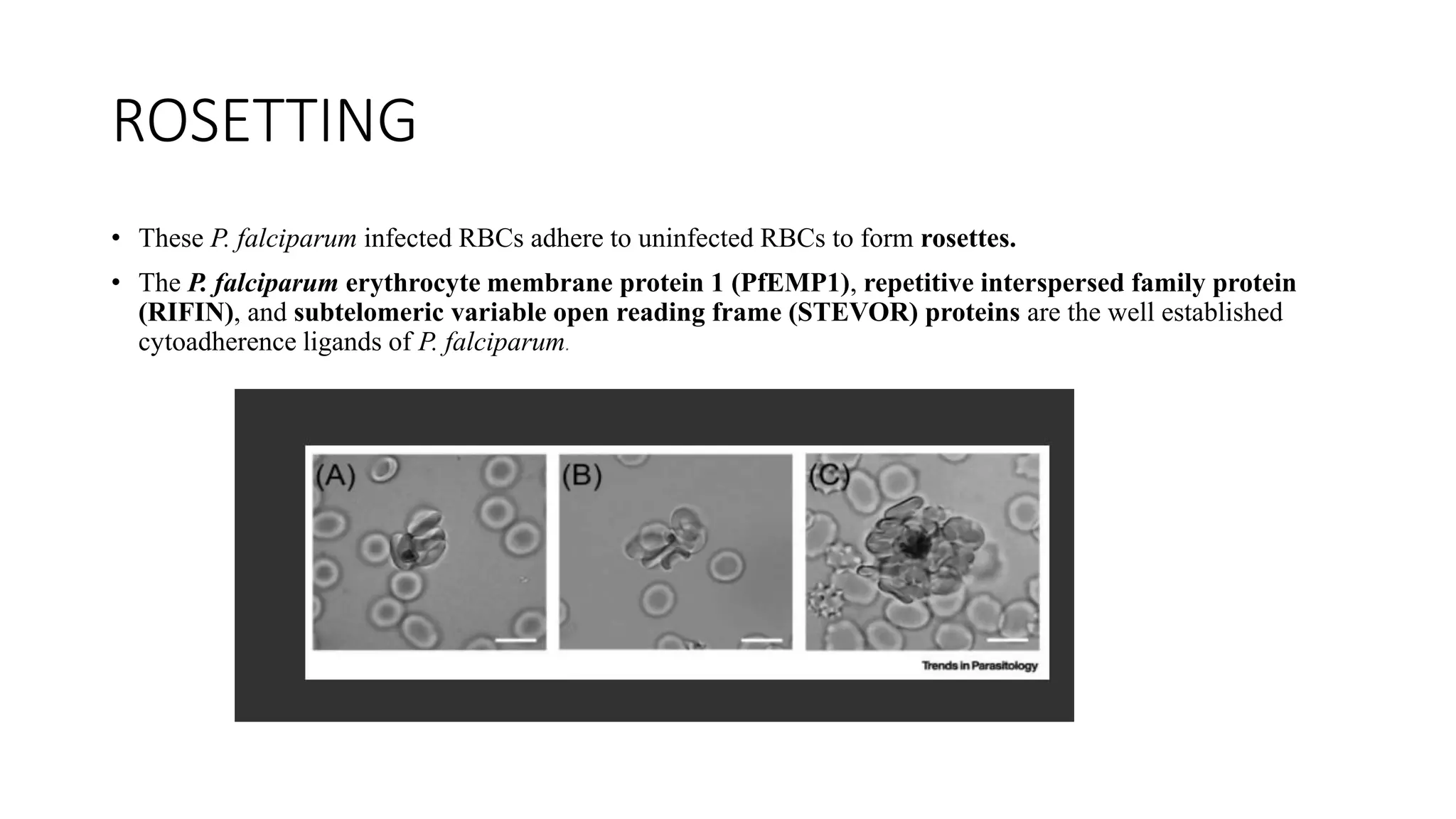 MALARIA – PATHOGENESIS AND COMPLICATIONS 1.pptx