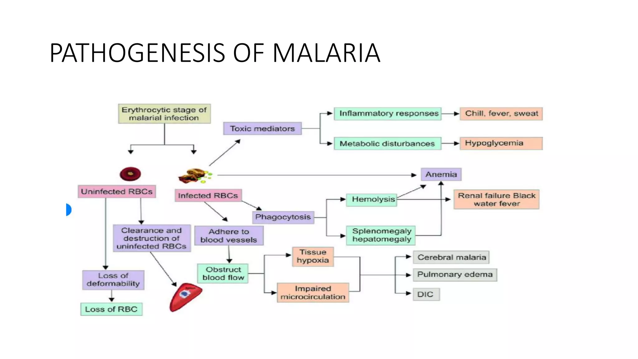 MALARIA – PATHOGENESIS AND COMPLICATIONS 1.pptx