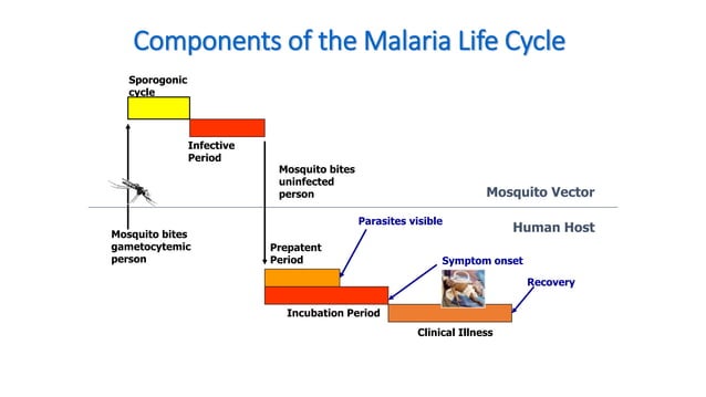 MALARIA – PATHOGENESIS AND COMPLICATIONS 1.pptx | Biological Sciences ...