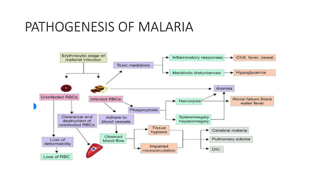 MALARIA – PATHOGENESIS AND COMPLICATIONS 1.pptx | Biological Sciences ...