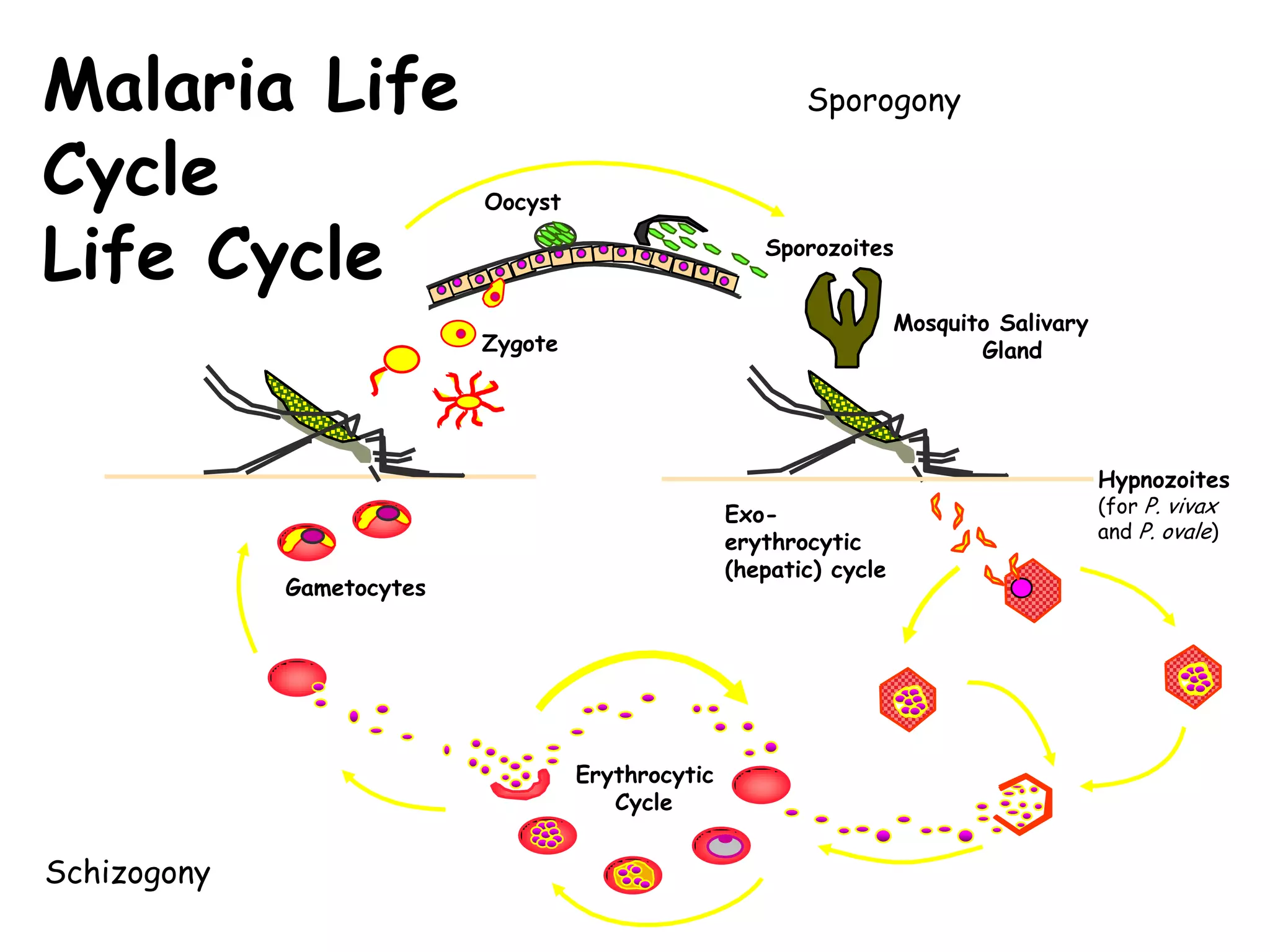Malaria pathogenesis and reason for drug resistantance | PPTX