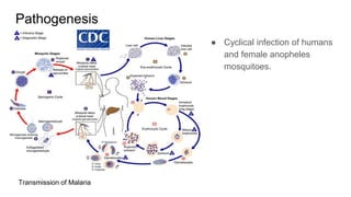 Malaria pathogenesis, prevention and control | PPTX