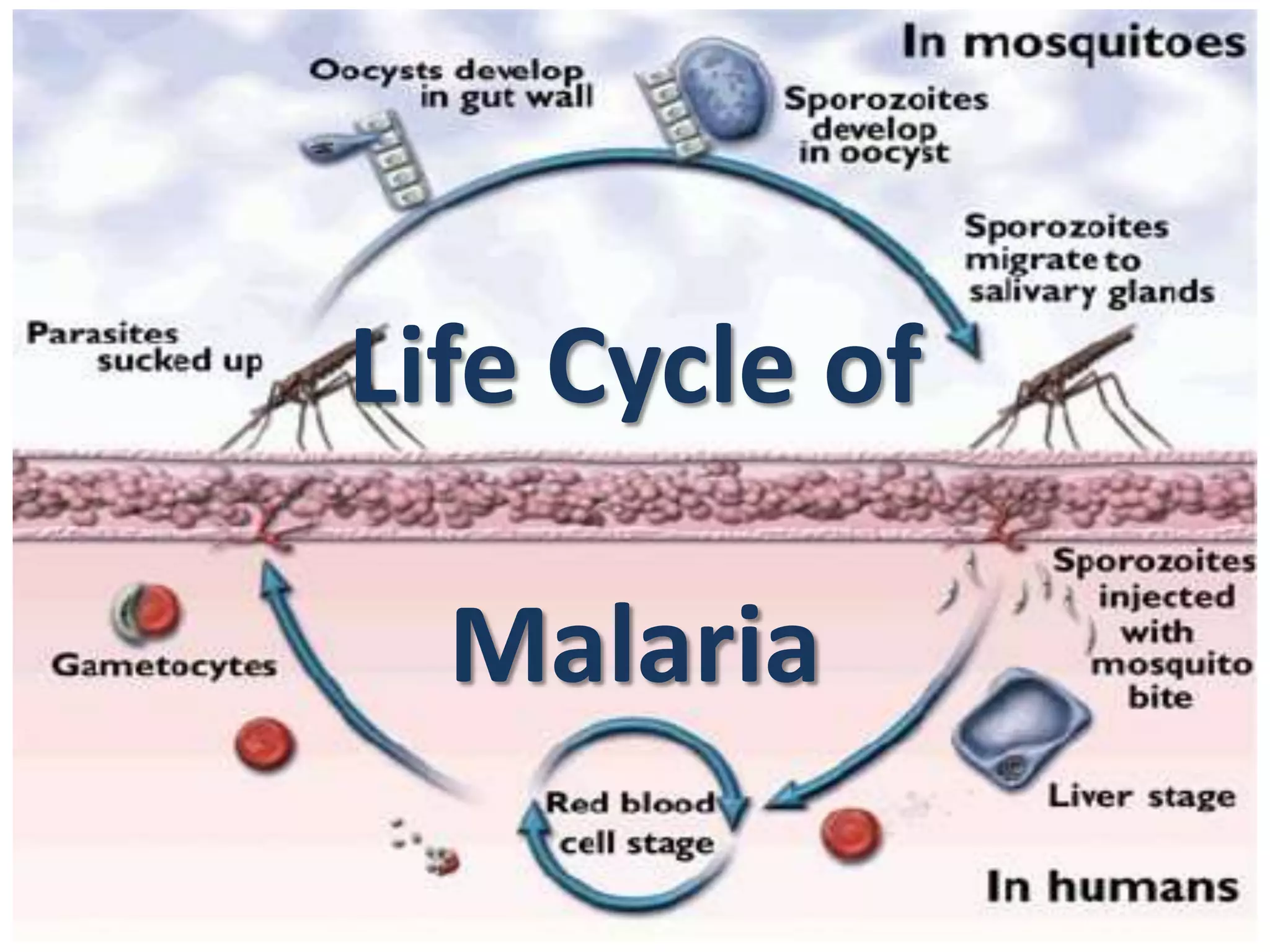 Overview of Unit Plan- Malaria | PPT