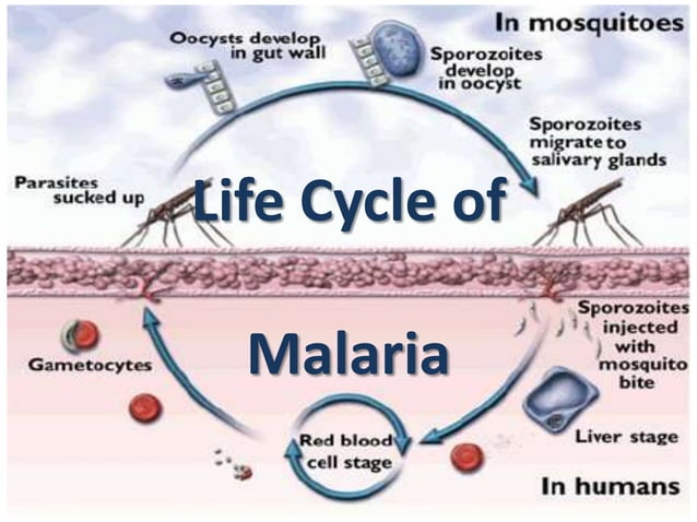 Overview of Unit Plan- Malaria | PPTX